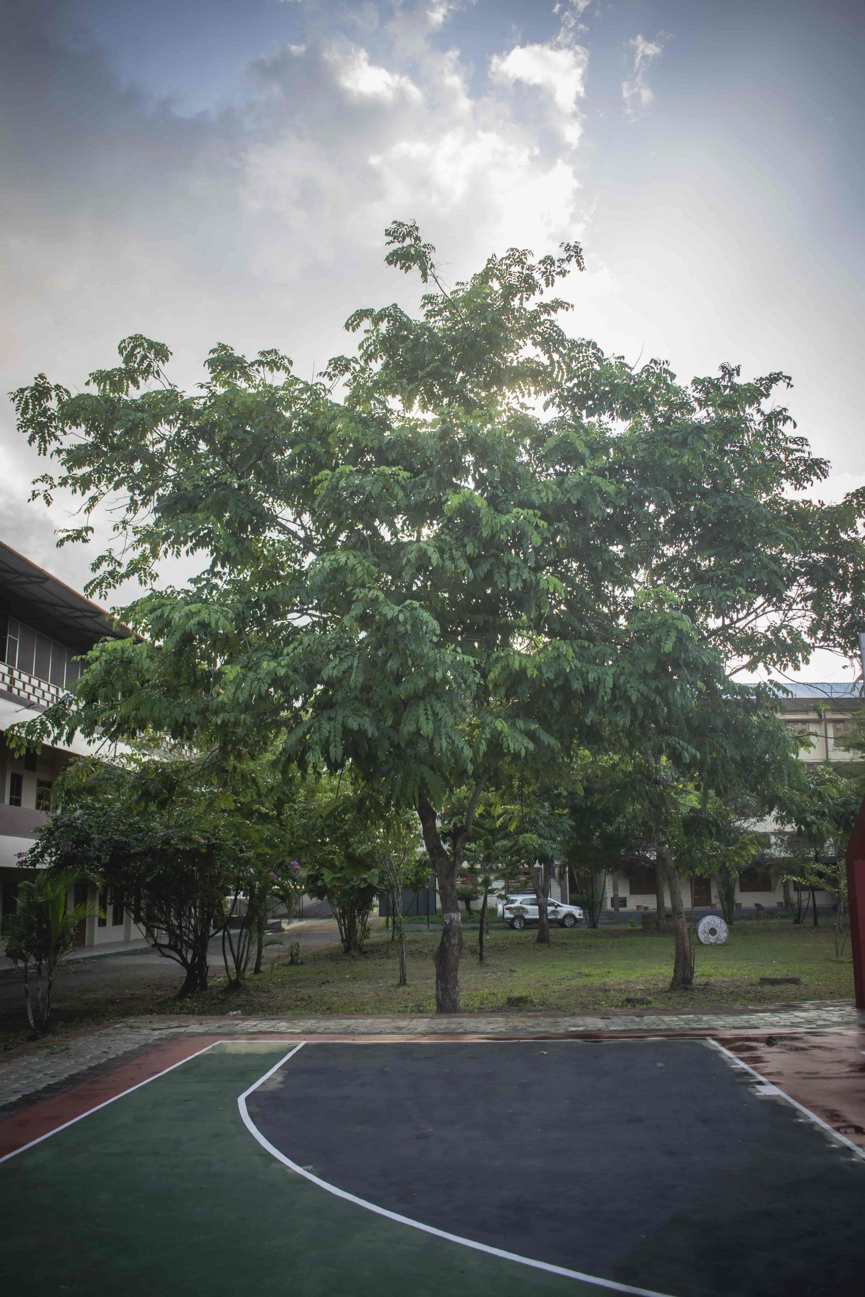GREEN SNAPS : St Gregorios College, Kottarakara